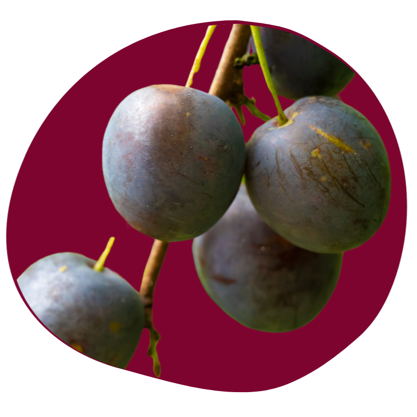 Davidson Plum in Milk Chocolate Fudge | Maudu Collective